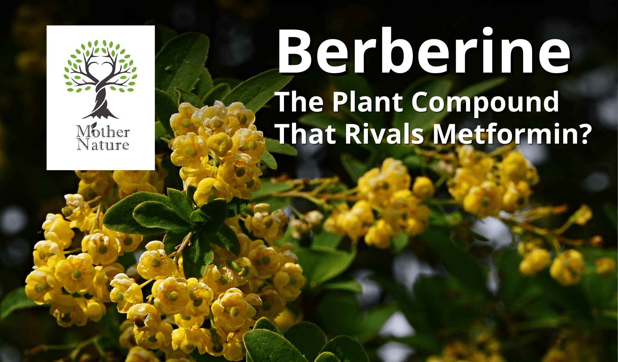 Berberine: The Plant Compound That Rivals Metformin? – MOTHER NATURE ...